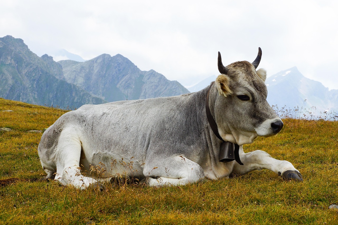 Kuh Rind Liegen - Kostenloses Foto auf Pixabay