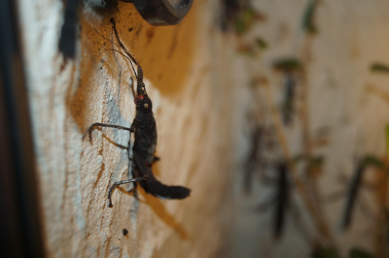 Velvet Terrier Locust Species - Free photo on Pixabay - Pixabay
