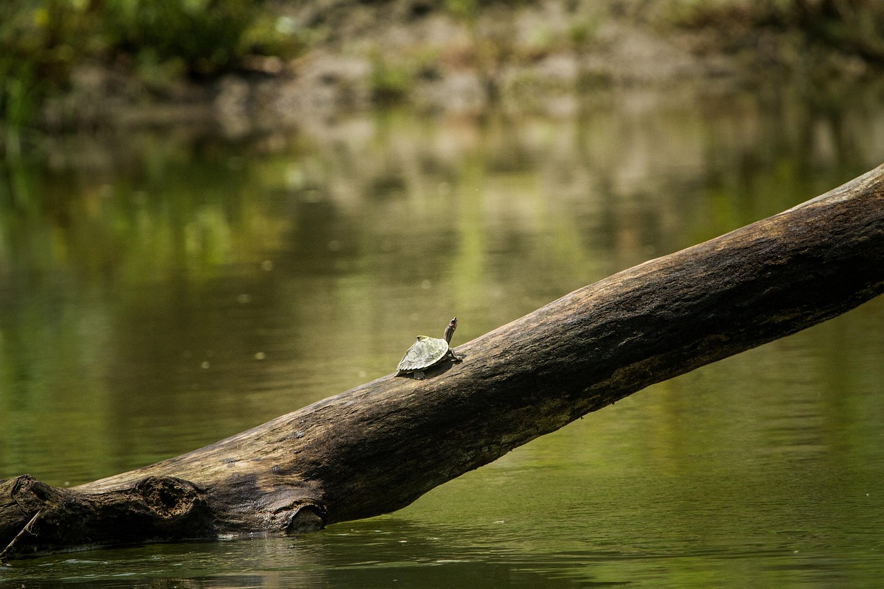 100+ Free Assam & India Images - Pixabay