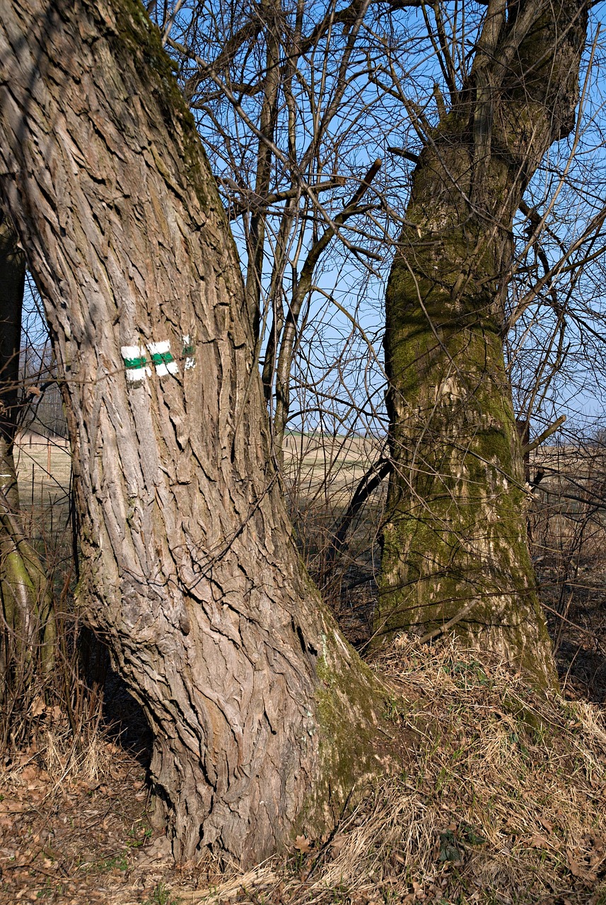 Tourist Mark Trees Branches - Free photo on Pixabay - Pixabay