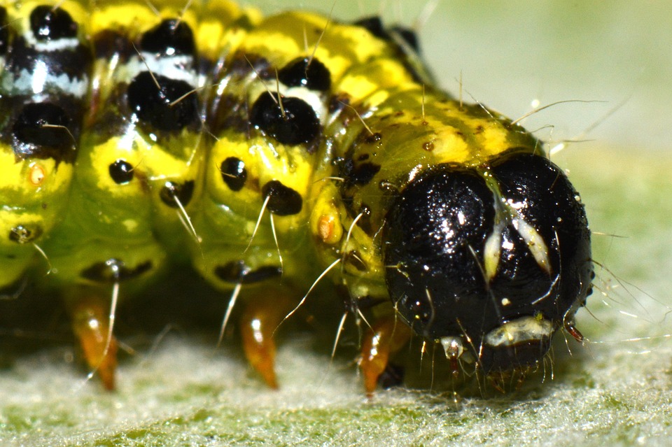 Caterpillar Bug Animal - Free photo on Pixabay - Pixabay