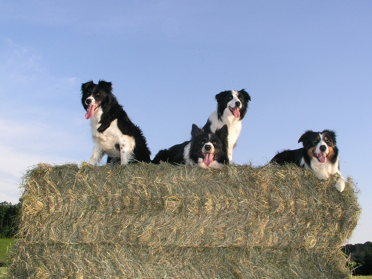 40000+ Wavy Border Lines & ảnh Border Collie miễn phí - Pixabay