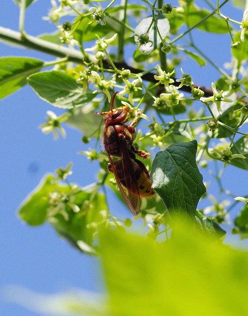 Hornet Insect Nature - Free photo on Pixabay