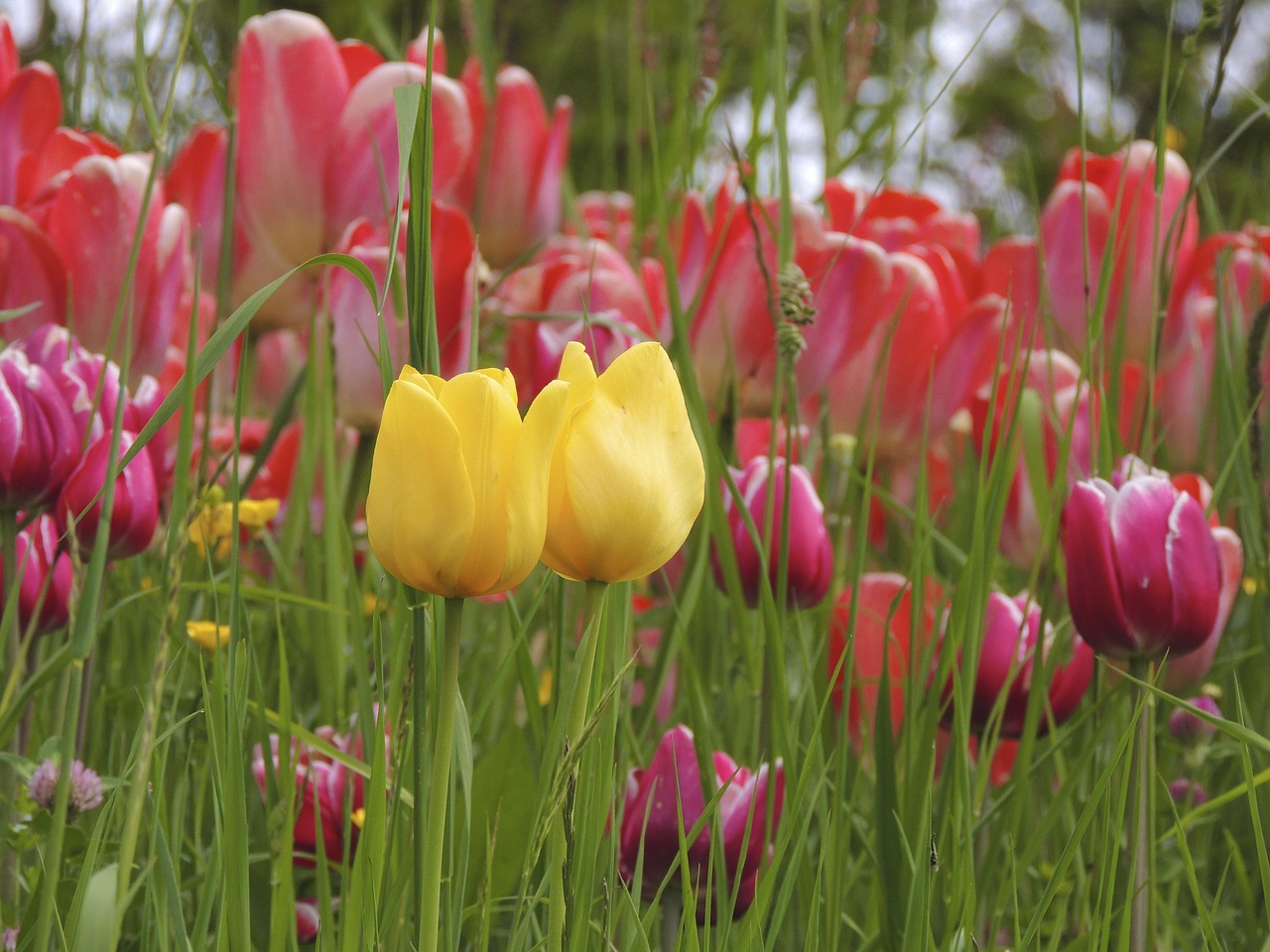 Tulipe Ensemble Jaune - Photo gratuite sur Pixabay - Pixabay