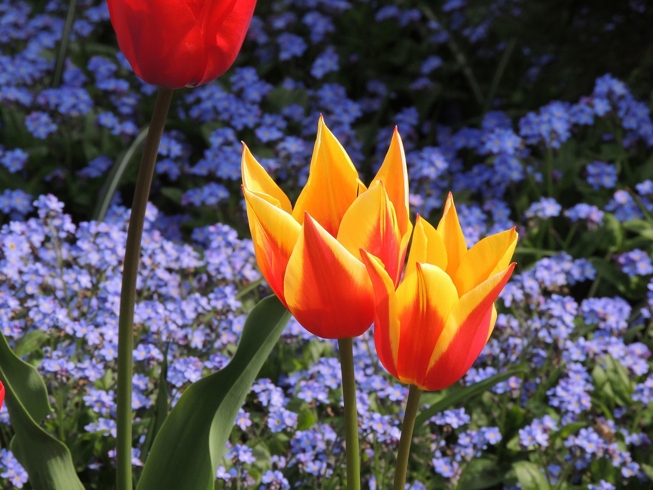 Tulips Macro Fire Red - Free photo on Pixabay - Pixabay