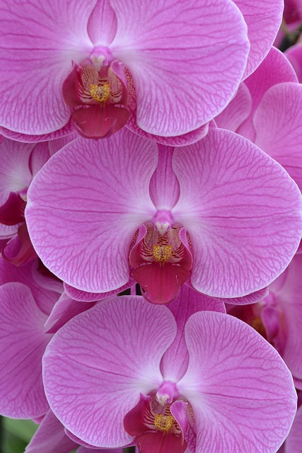 Orquídeas Flor Rosa - Foto gratuita no Pixabay - Pixabay