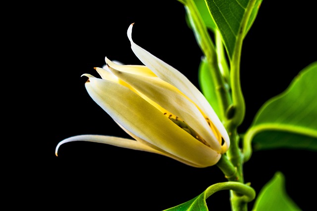 Michelia Champaca Flor Amarelo - Foto gratuita no Pixabay