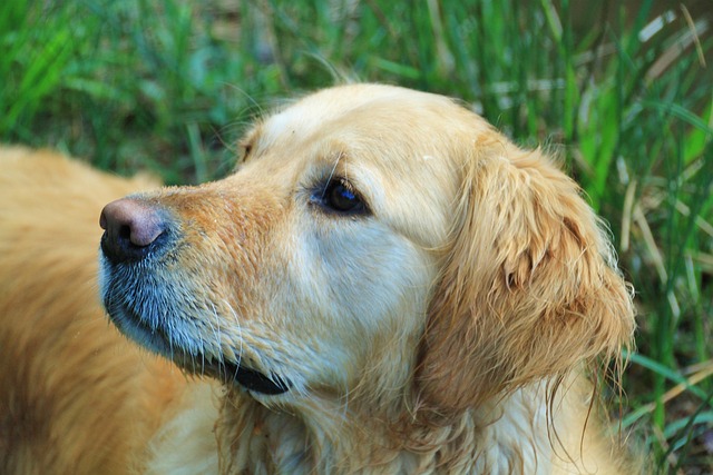 Hund Hunde Tierportrait - Kostenloses Foto auf Pixabay