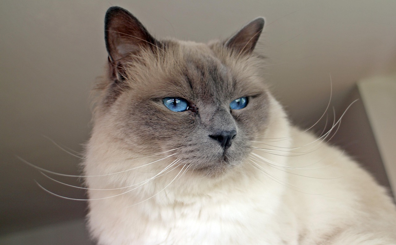 Sacred Birman Cats Cat Breed - Free photo on Pixabay - Pixabay