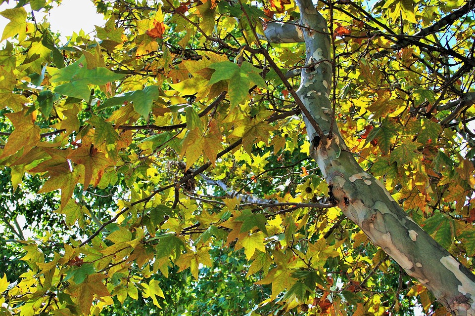 Plane Leaves Tree - Free photo on Pixabay - Pixabay