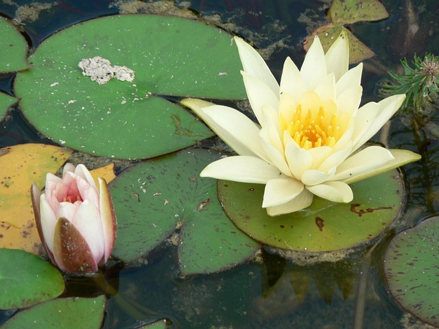 Nenúfar Nuphar Lutea Planta - Foto gratuita no Pixabay - Pixabay