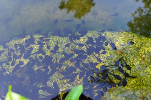 50+ Free Tadpoles & Nature Photos