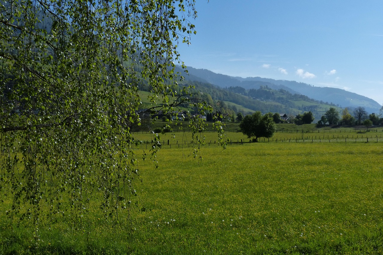 Prado Paisaje Verde - Foto gratis en Pixabay - Pixabay