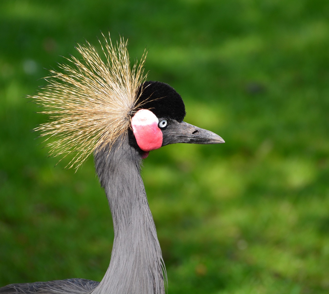 30 000 Free Crane Bird Crane Images Pixabay 30 000 Free Crane Bird Crane Images Pixabay