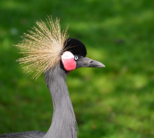 500+ Free Crown Bird & Bird Images - Pixabay