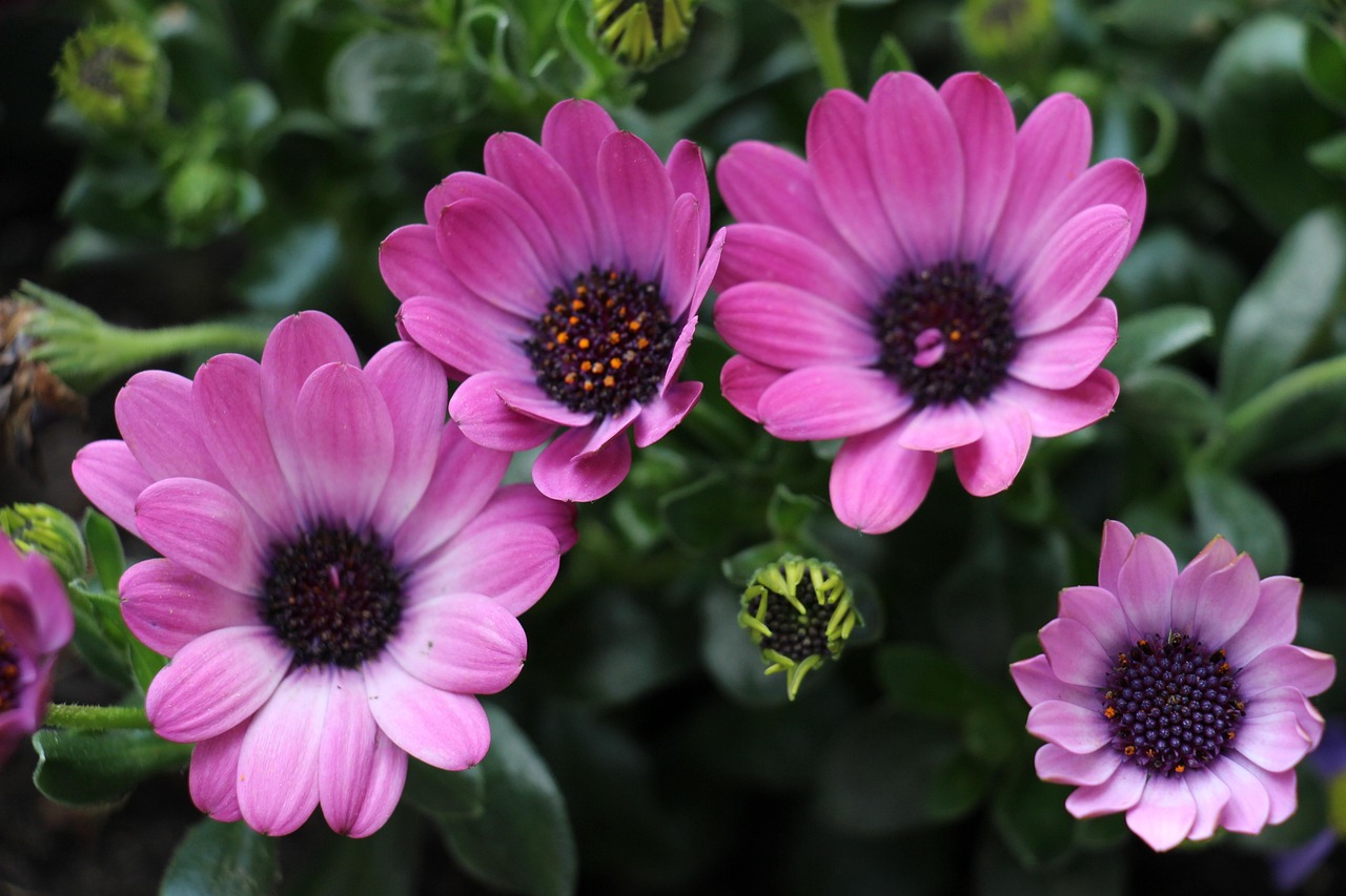 Blomma Lila Blomning - Gratis foto på Pixabay