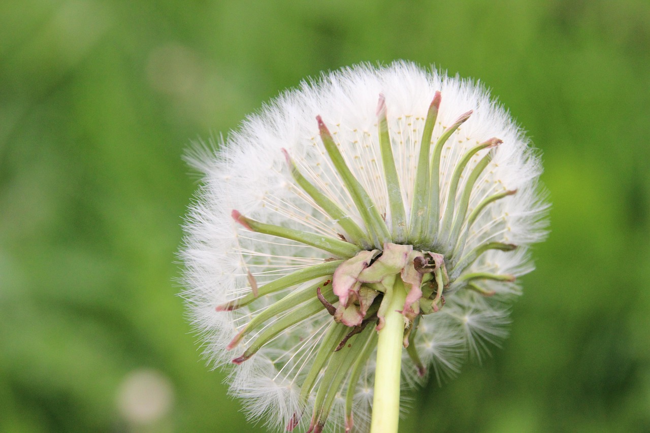 Diente De León Flor Silvestre - Foto gratis en Pixabay - Pixabay