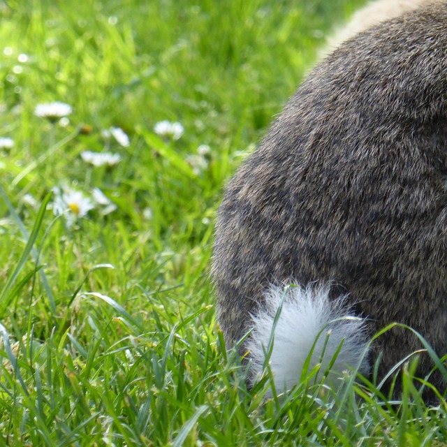 Kaninchen Hase Schwanz Gras - Kostenloses Foto auf Pixabay - Pixabay