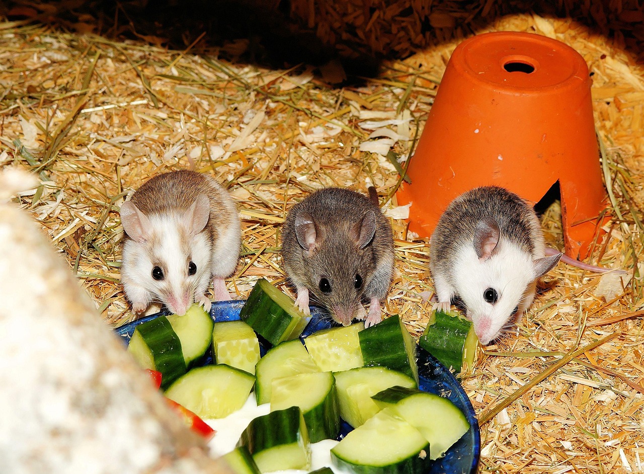 Many Teat Mice Mastomys - Free photo on Pixabay - Pixabay