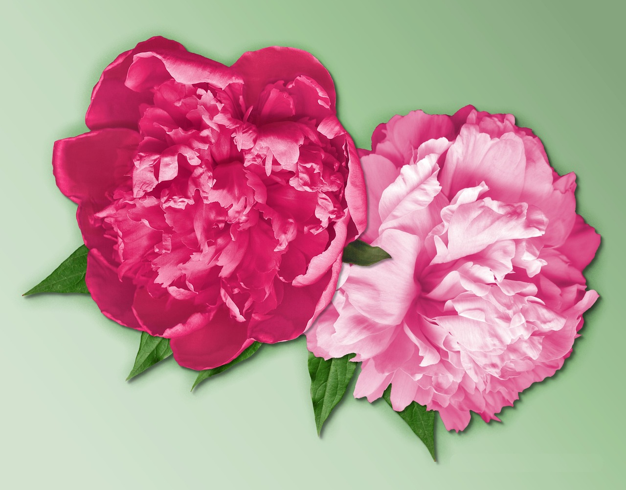 Kukat Pioni Peonia - Ilmainen valokuva Pixabayssa - Pixabay