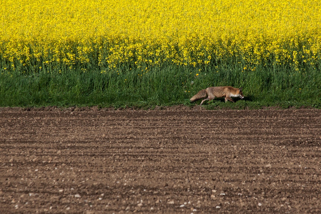 Zorro Rojo Vulpes - Foto gratis en Pixabay - Pixabay