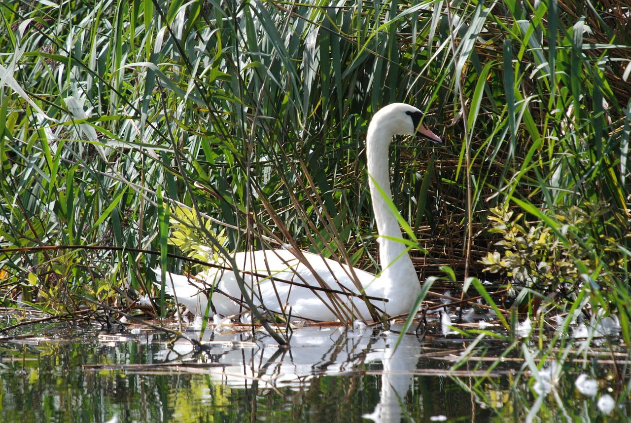 Cisne Blanco Ave Acuática - Foto gratis en Pixabay - Pixabay