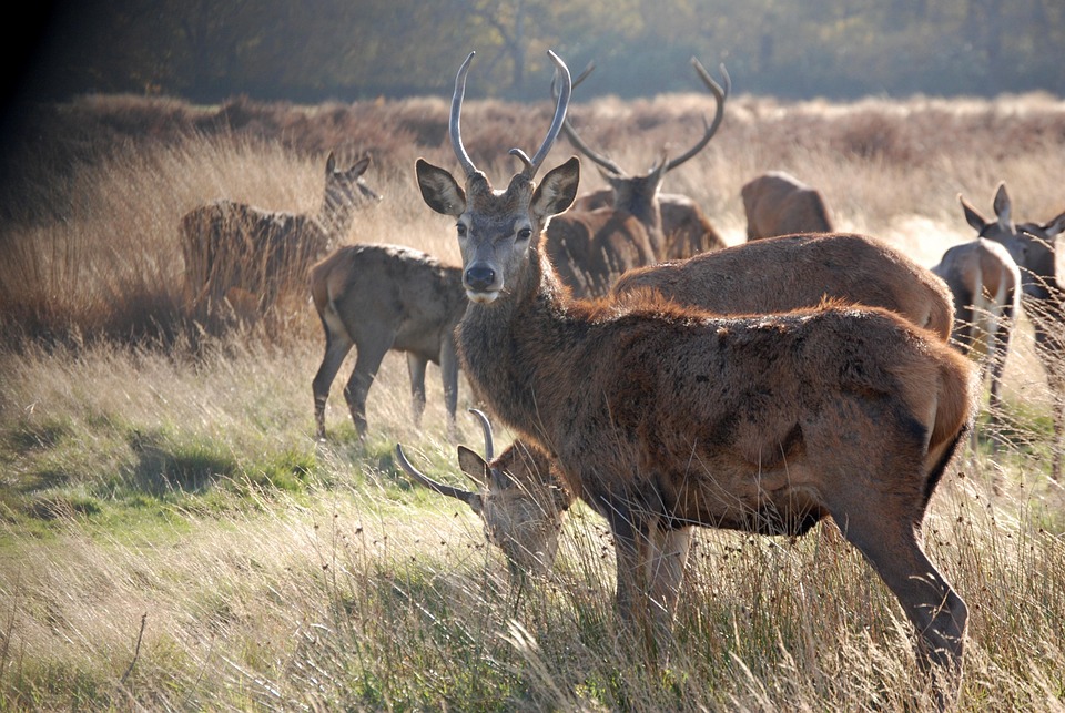 Stag Deer Wildlife - Free photo on Pixabay - Pixabay Stag Deer Wildlife - Free photo on Pixabay - Pixabay