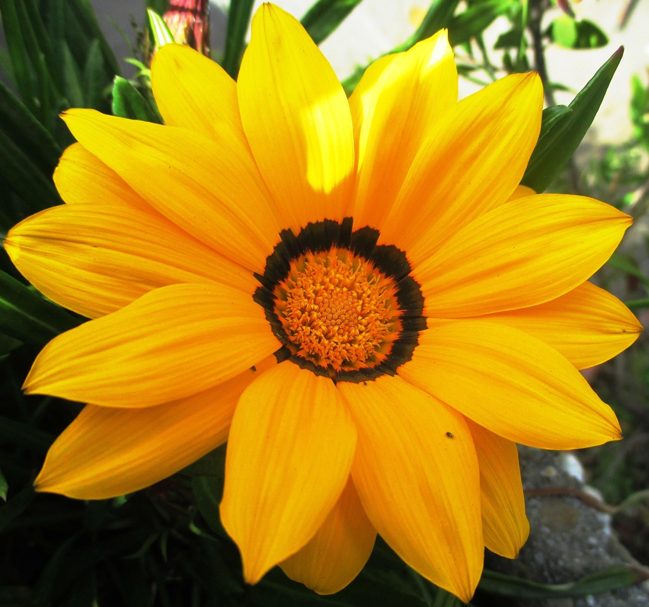 Flower Blossom Bloom - Free photo on Pixabay - Pixabay