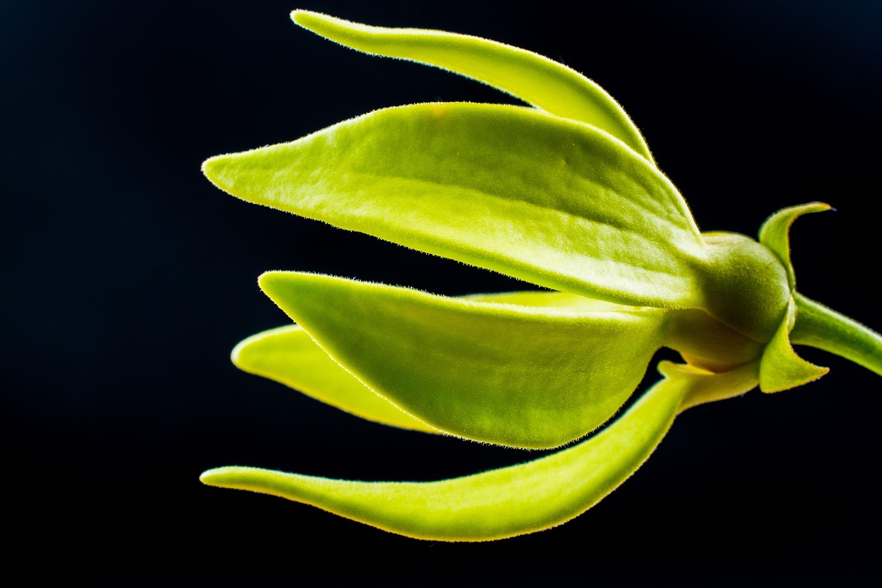 Blossom Mekar Bunga - Foto gratis di Pixabay - Pixabay