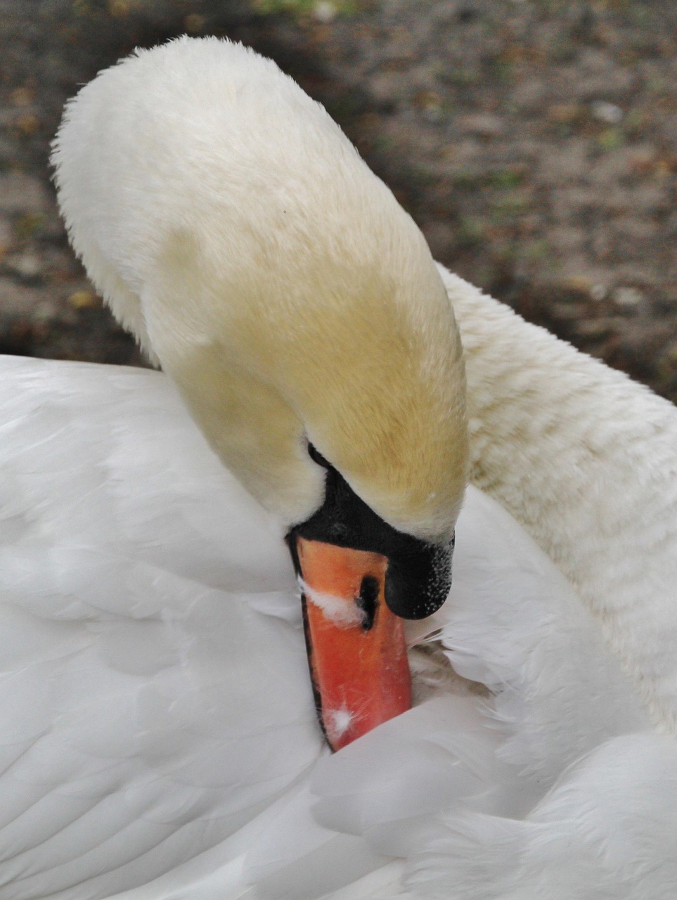 Cisne Cisnes Ave Acuática - Foto gratis en Pixabay - Pixabay