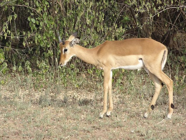 100+ Free Gazelles & Gazelle Images - Pixabay