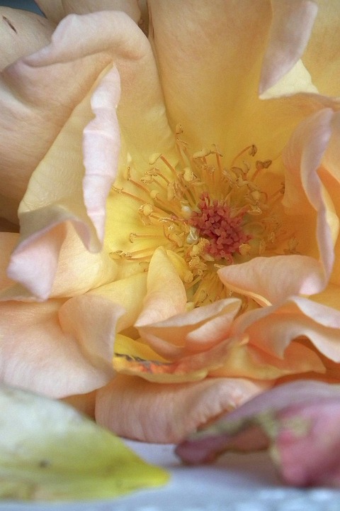 Rose Blume Romantisch - Kostenloses Foto auf Pixabay