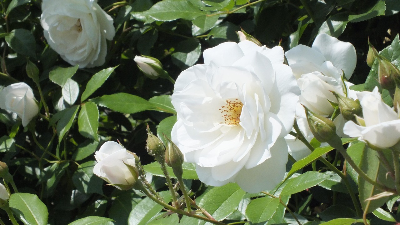 Rose Blanche Fleurs - Photo gratuite sur Pixabay - Pixabay