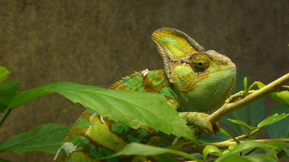 Animal Reptile Chameleon Yemen - Free photo on Pixabay - Pixabay
