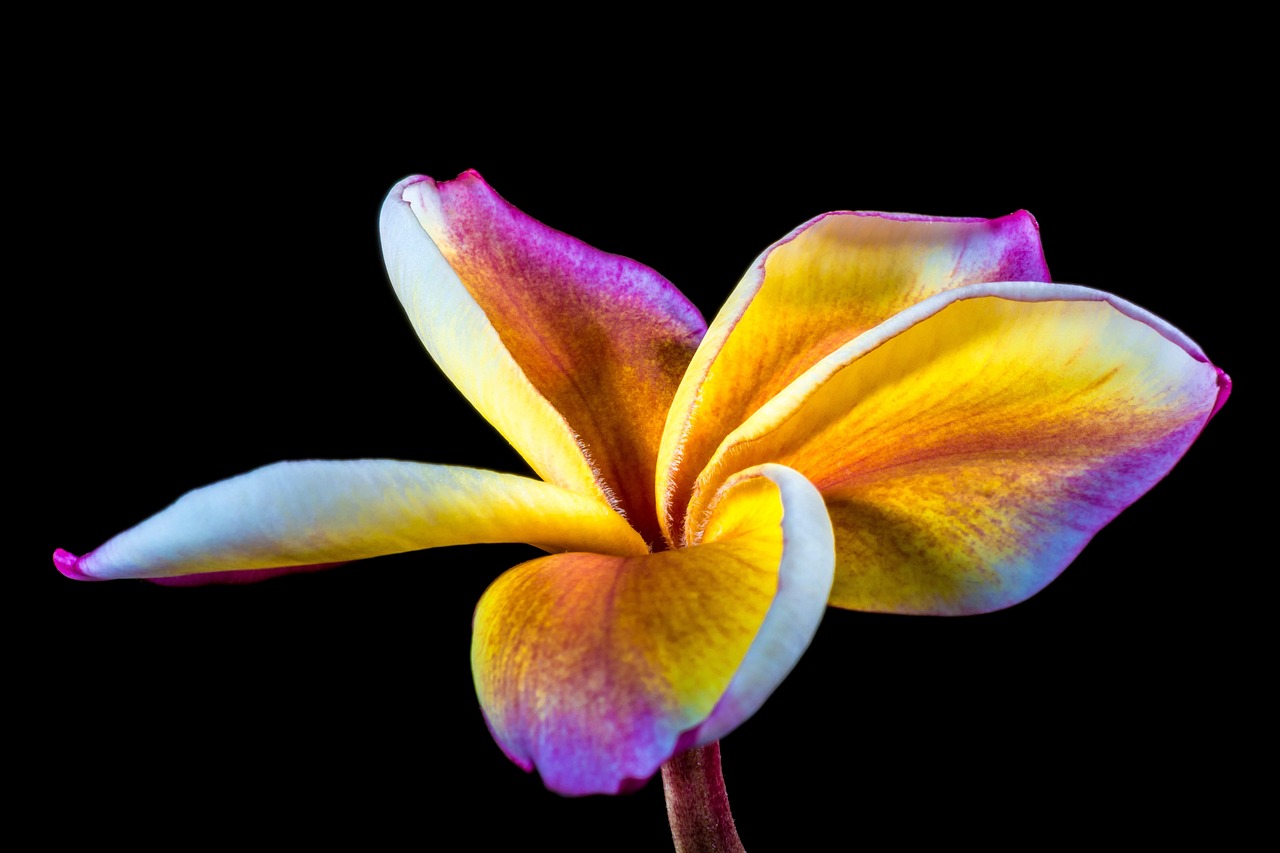 Blossom Bloom Flower - Free photo on Pixabay