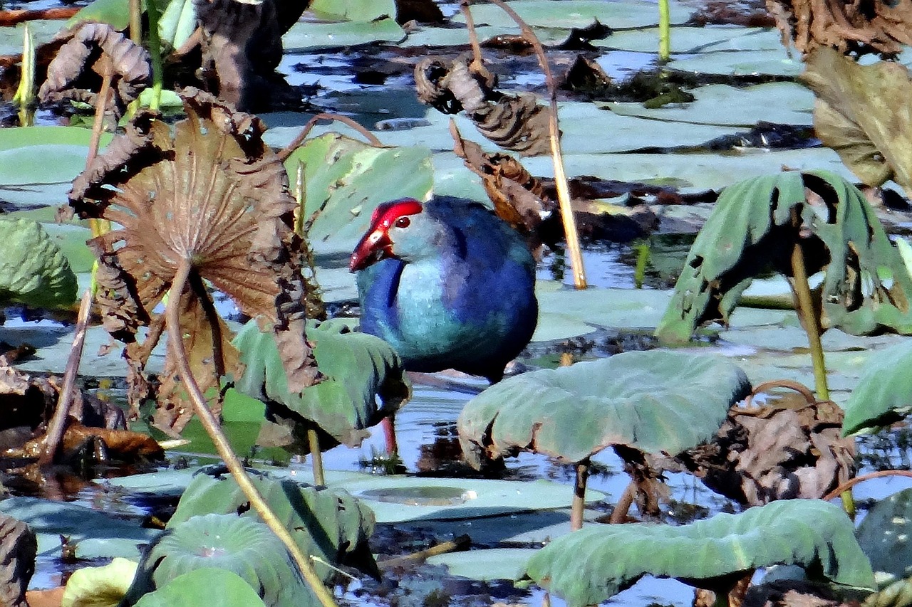 7+ Free Purple Swamp Hen & Swamp Hen Images - Pixabay