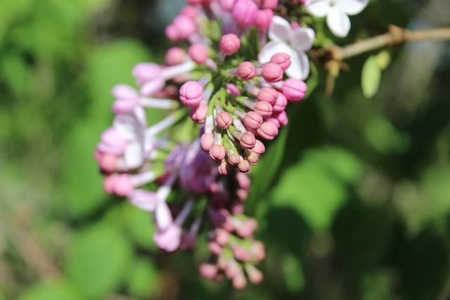Lila Brotes Morado - Foto gratis en Pixabay