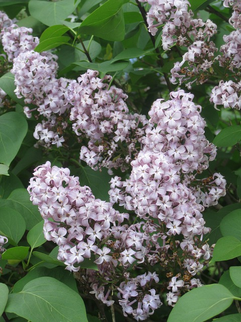 Lilacs Branch Flower - Free photo on Pixabay - Pixabay