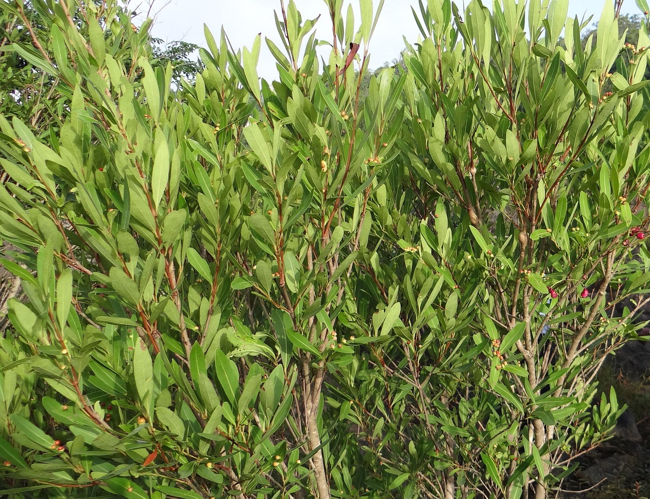 Syzygium Cumini Sauvage Lit De - Photo gratuite sur Pixabay - Pixabay