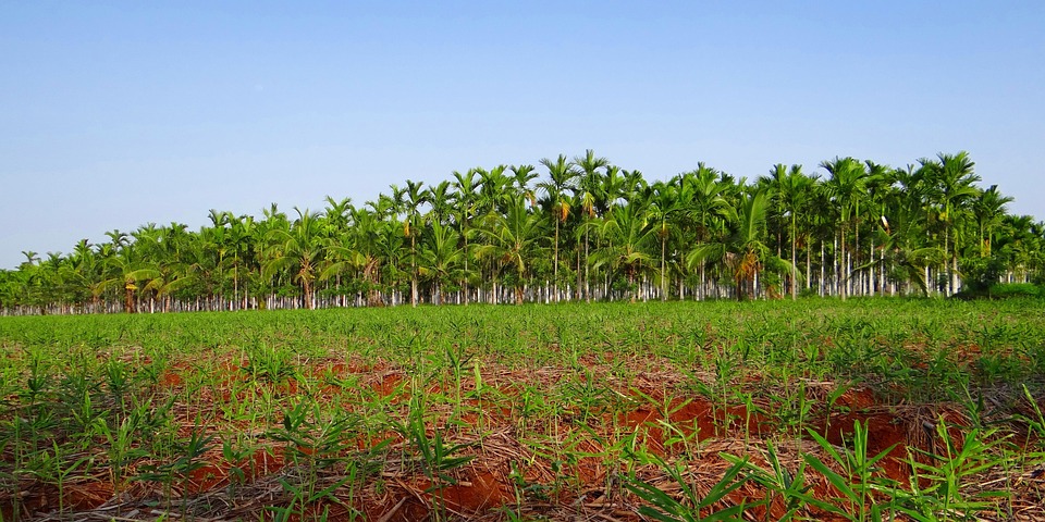 Plantation Areca Nut Palm - Free photo on Pixabay - Pixabay