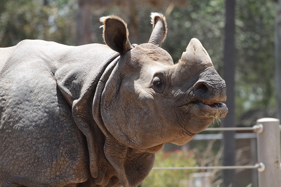 Rhino Animal Wildlife - Free photo on Pixabay - Pixabay