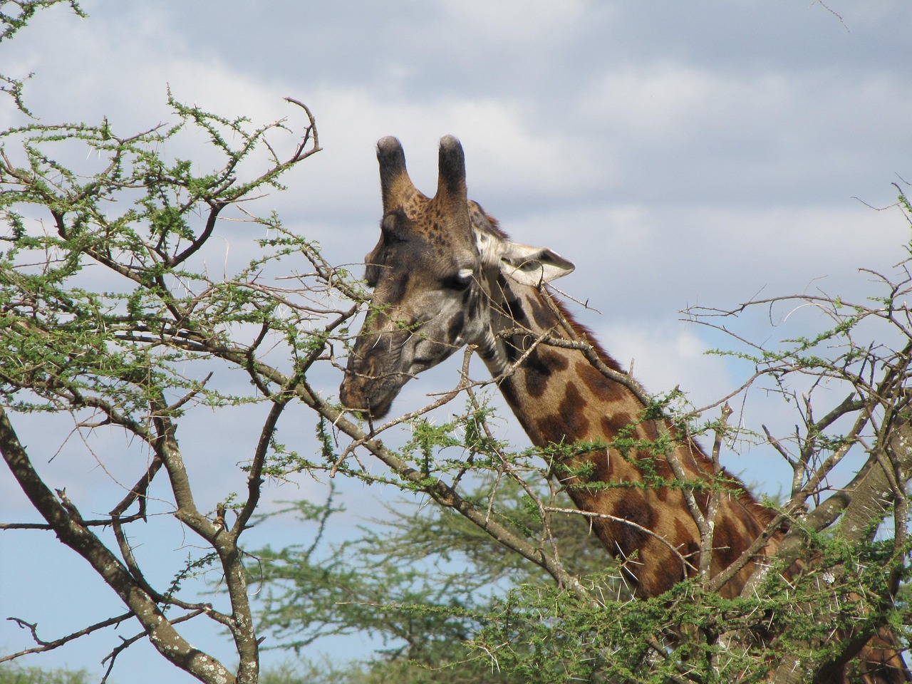 Jirafa Cabeza Árbol - Foto gratis en Pixabay - Pixabay