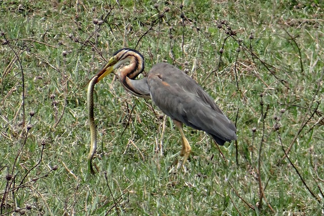Garza Imperial Ardea Purpurea Ave - Foto gratis en Pixabay - Pixabay