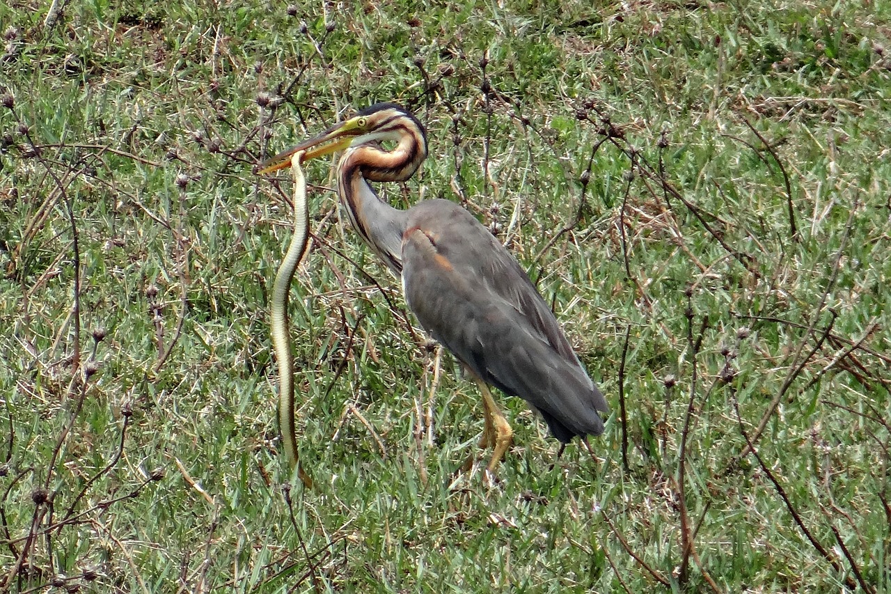 Garza Imperial Ardea Purpurea Ave - Foto gratis en Pixabay - Pixabay