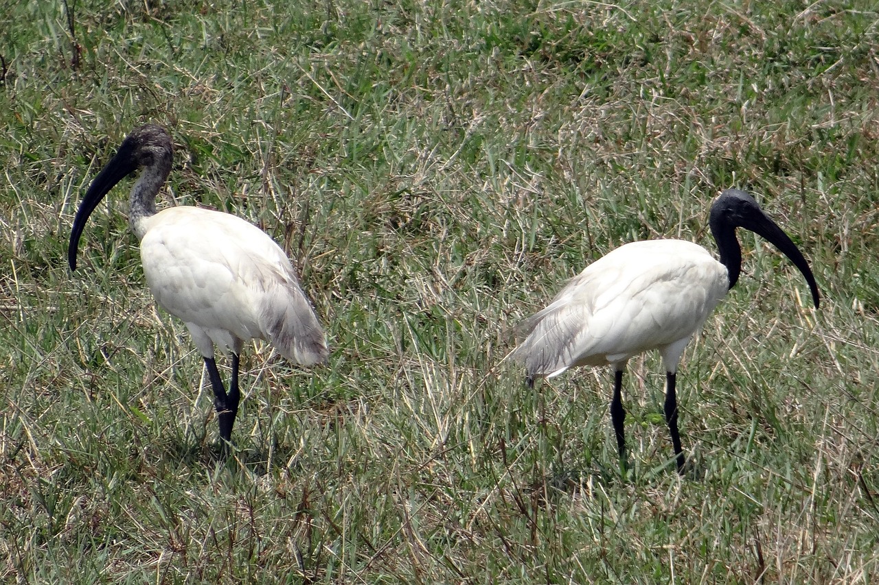 Ibis De Cabeza Negra Blanco - Foto gratis en Pixabay - Pixabay