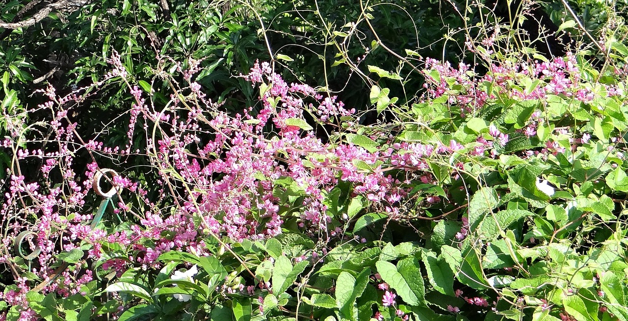 珊瑚藤 火奴鲁鲁爬山虎 花 - Pixabay上的免费照片