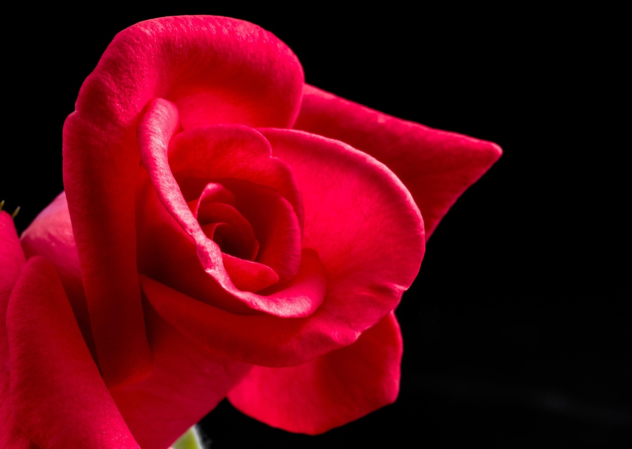 Rose Red Flower - Free photo on Pixabay