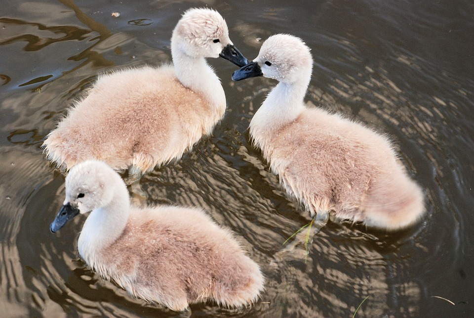 Cygnets 可爱的 年轻 - Pixabay上的免费照片 - Pixabay