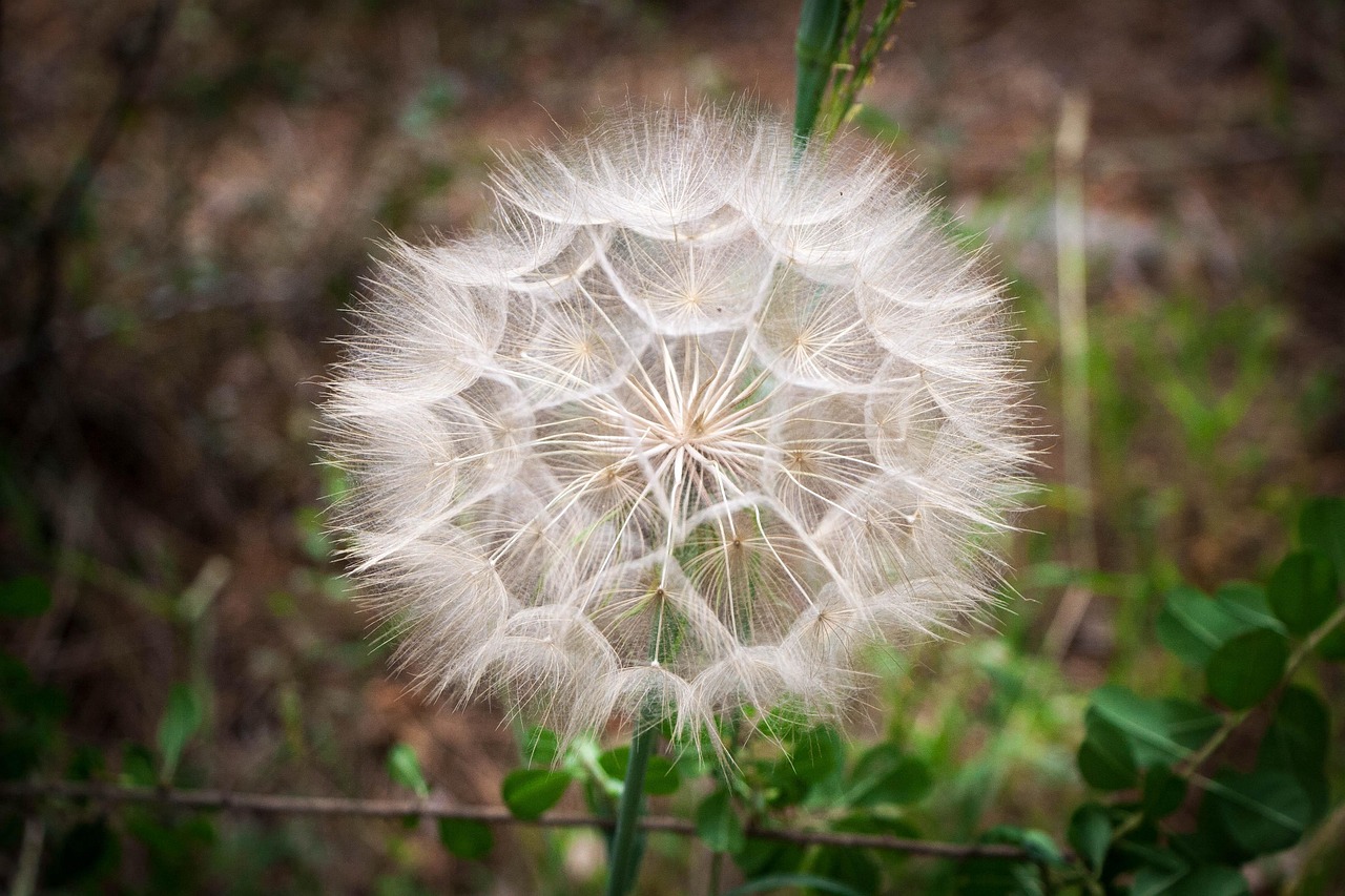Blowball Dandelion Spring - Free photo on Pixabay - Pixabay