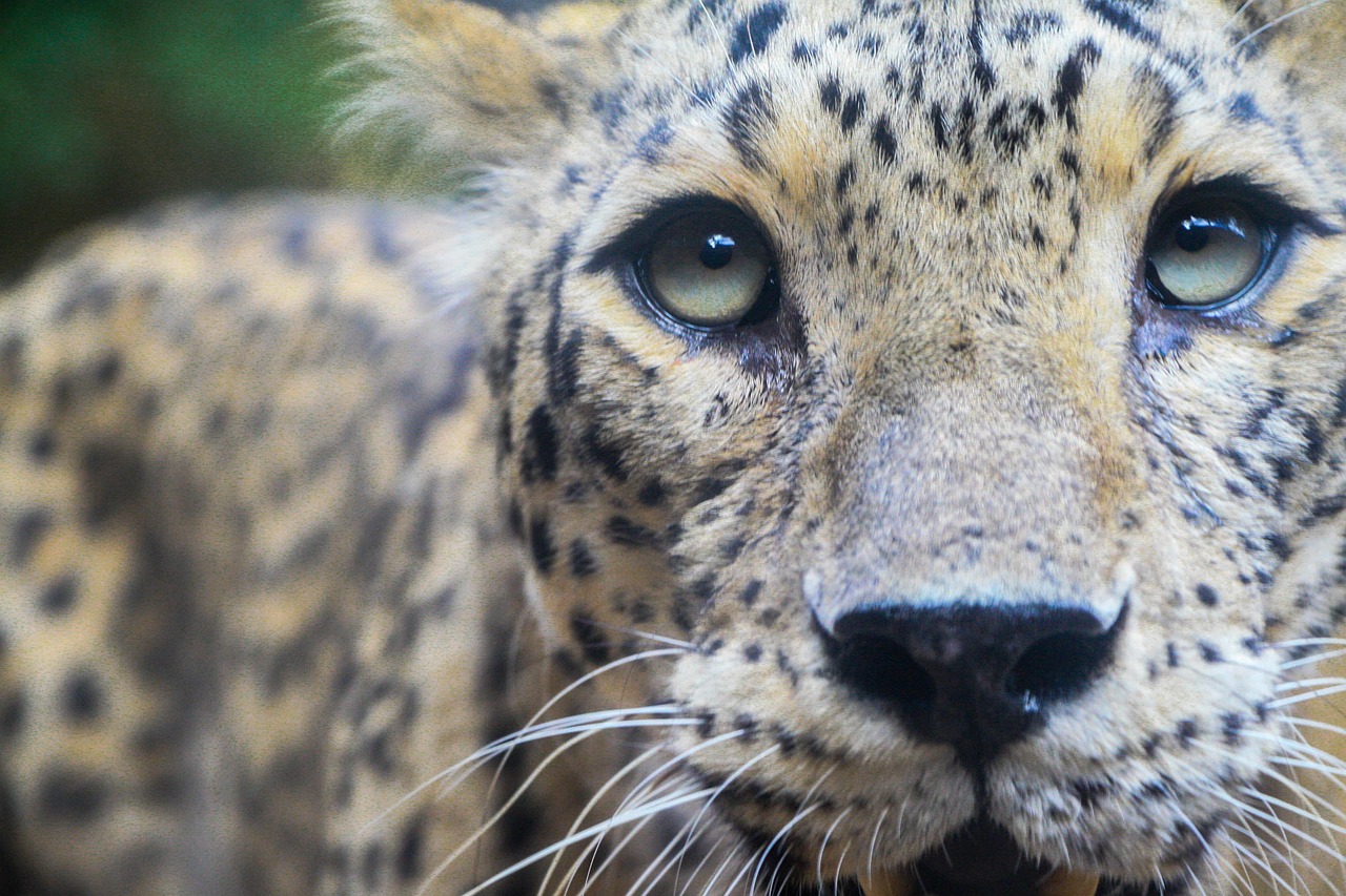 Panther Animal Wild - Free photo on Pixabay - Pixabay